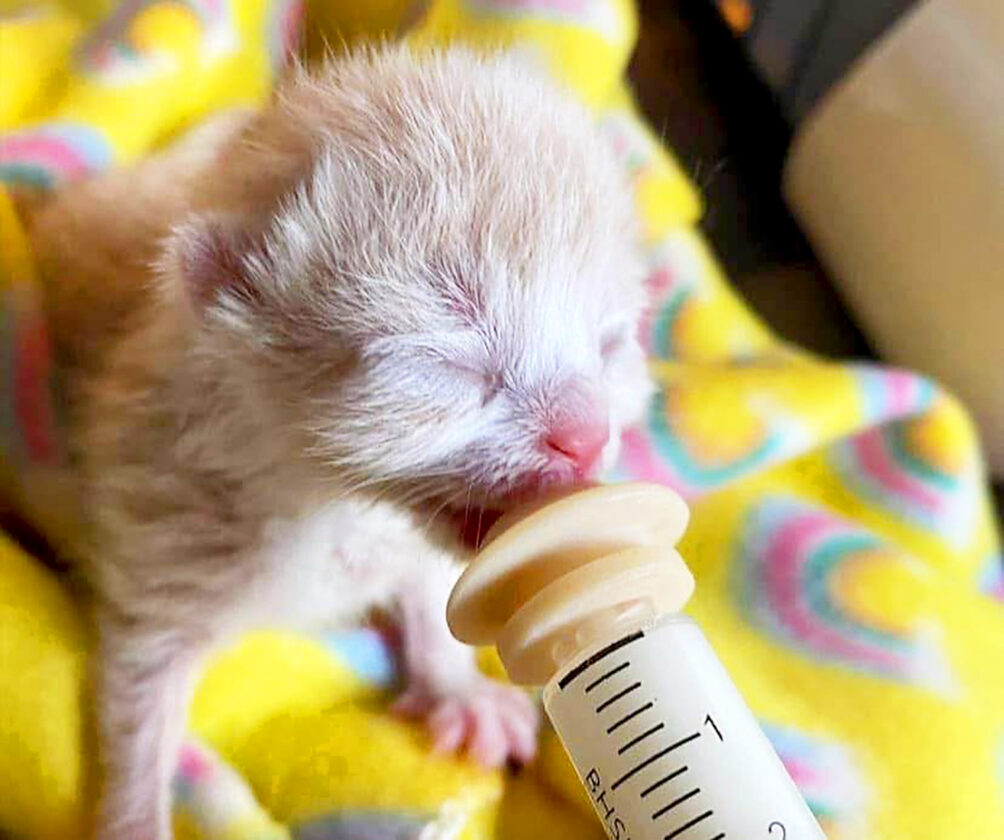 Reaching out: Local kitten rescue seeks community’s help to continue mission | News, Sports ...